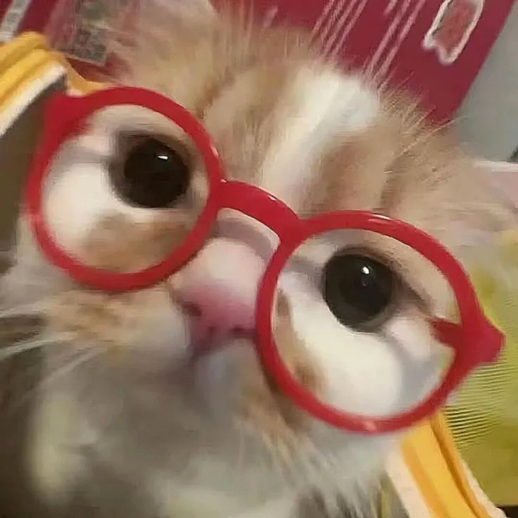 Meow(@Meow_0w0) · DOR